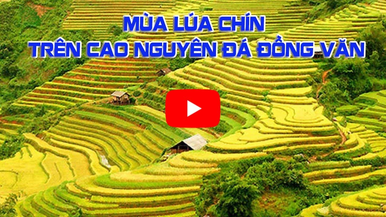Ngất ngây mùa lúa chín trên cao nguyên đá Đồng Văn - Địa danh Bình ...
